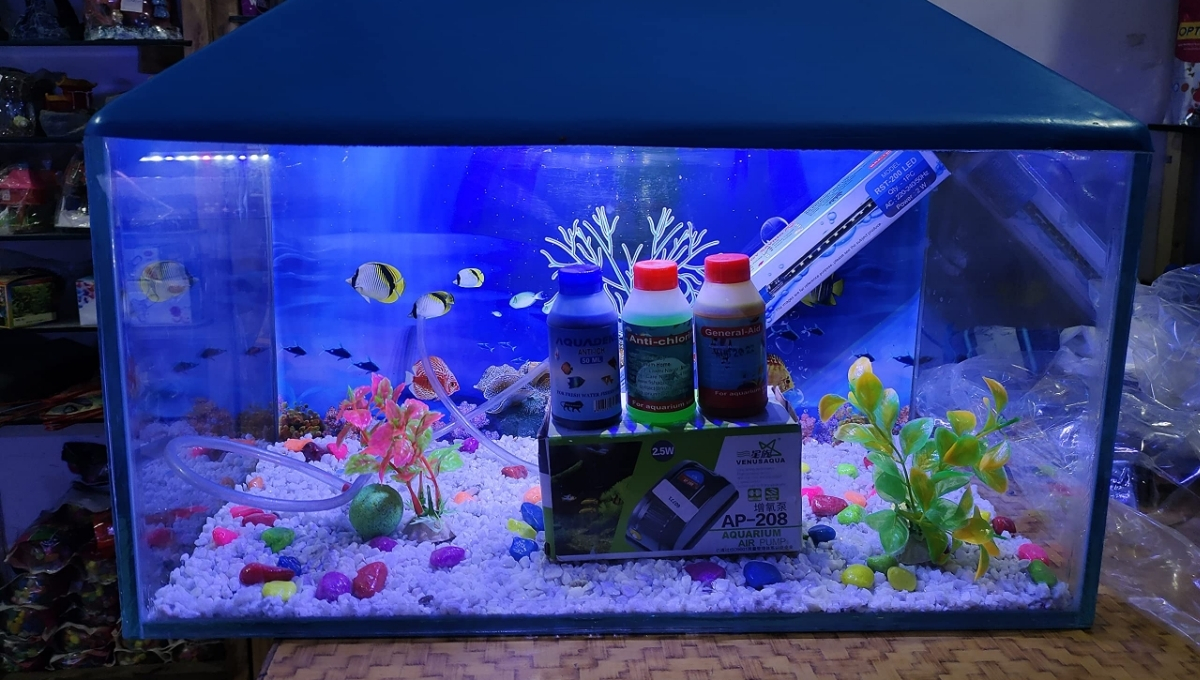 200+ Fish Tank Captions For Instagram That Make Your Aquarium Shine ...